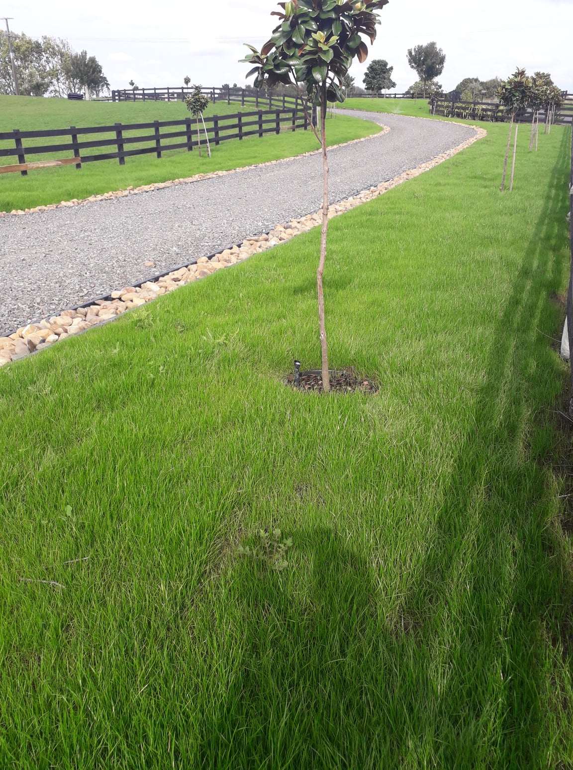 Tips for Choosing the Best Instant Lawn in Auckland